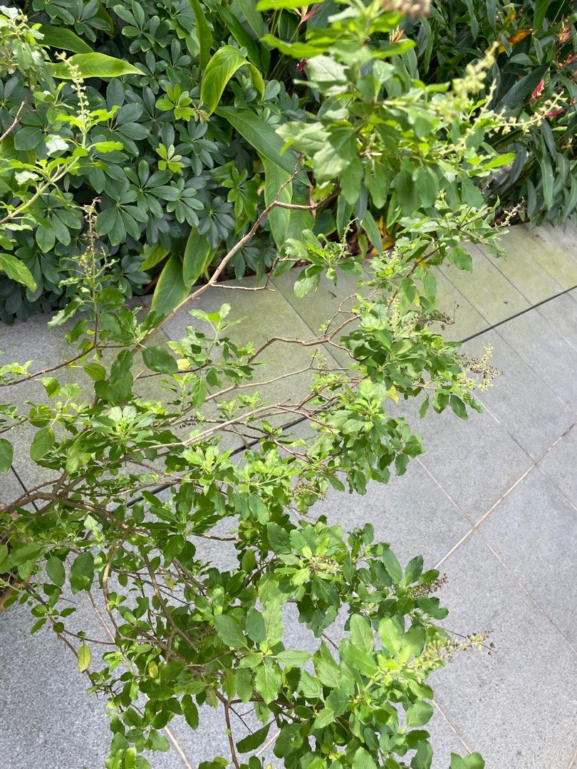 3 metres big Tulsi plant with the soil and pot, Furniture & Home Living ...