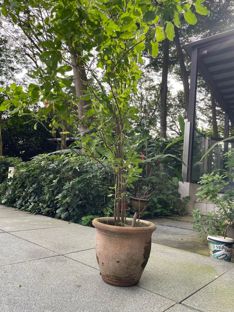 3 metres big Tulsi plant with the soil and pot, Furniture & Home Living ...