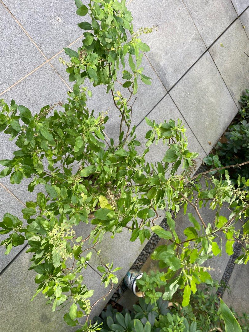 3 metres big Tulsi plant with the soil and pot, Furniture & Home Living ...