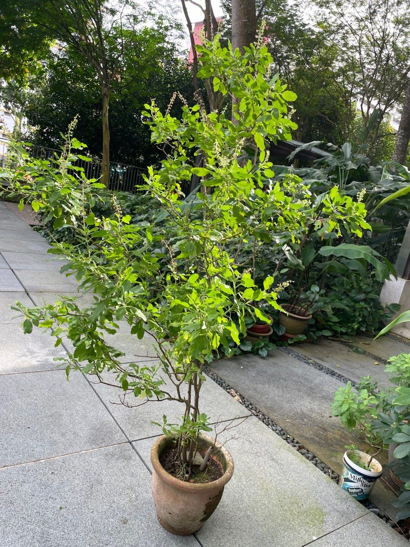 3 metres big Tulsi plant with the soil and pot, Furniture & Home Living ...