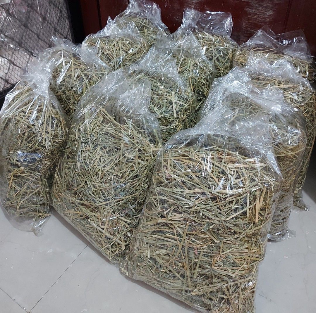Alfalfa hay Long Strand for Rabbits, Pet Supplies, Pet Food on Carousell