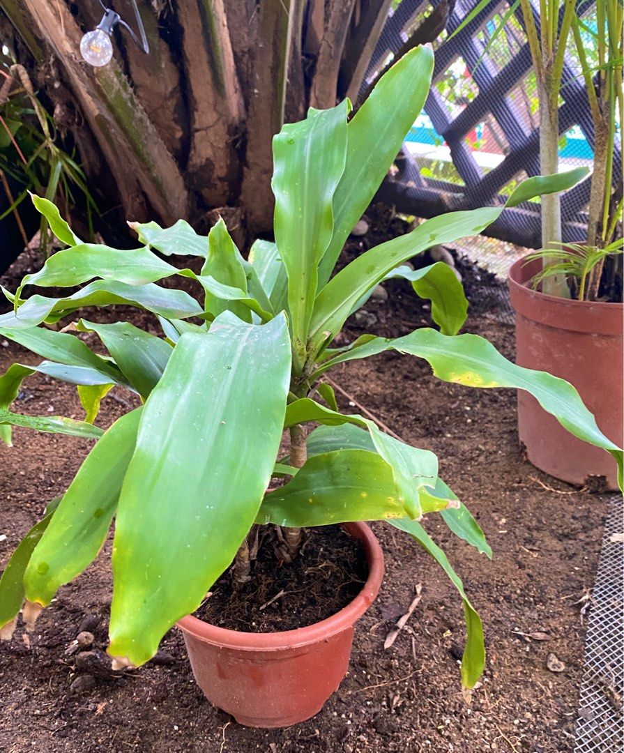 Fortune plant in plastic planter, Furniture & Home Living, Gardening ...