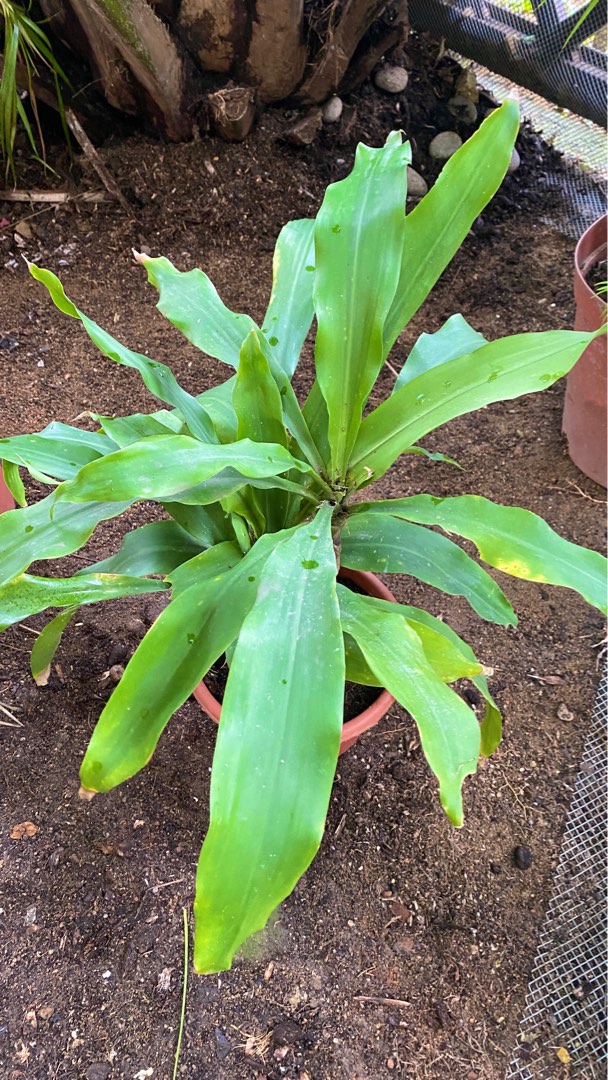 Fortune plant in plastic planter, Furniture & Home Living, Gardening ...