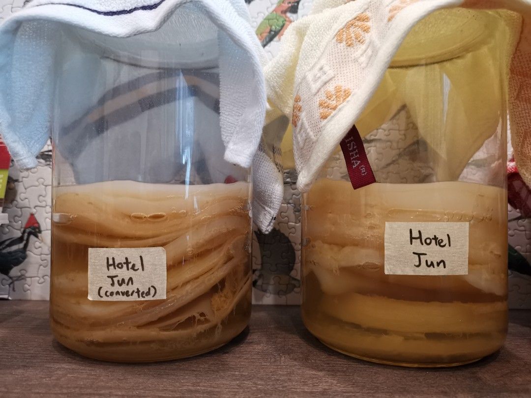 Healthy kombucha and jun scoby with starter tea, Food & Drinks ...