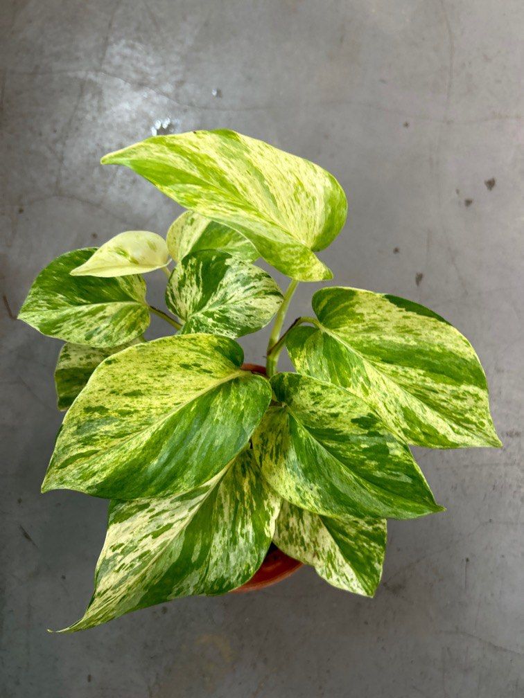 Manjula Pothos plant, Furniture & Home Living, Gardening, Plants ...