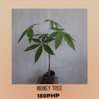 Var. Money Tree, Furniture & Home Living, Gardening, Plants & Seeds on ...