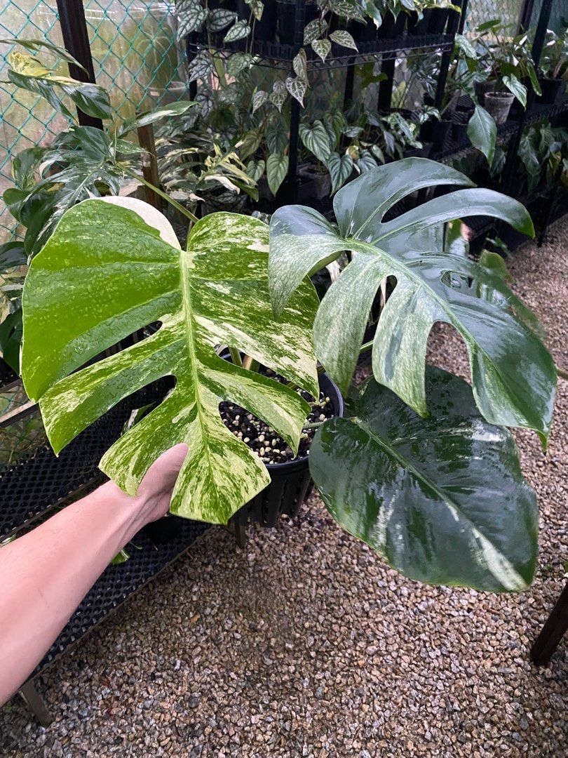 Monstera Mint Variegated, Furniture & Home Living, Gardening, Plants ...