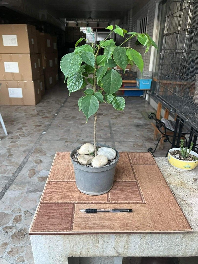 Narra Tree Plant, Furniture & Home Living, Gardening, Plants & Seeds on ...