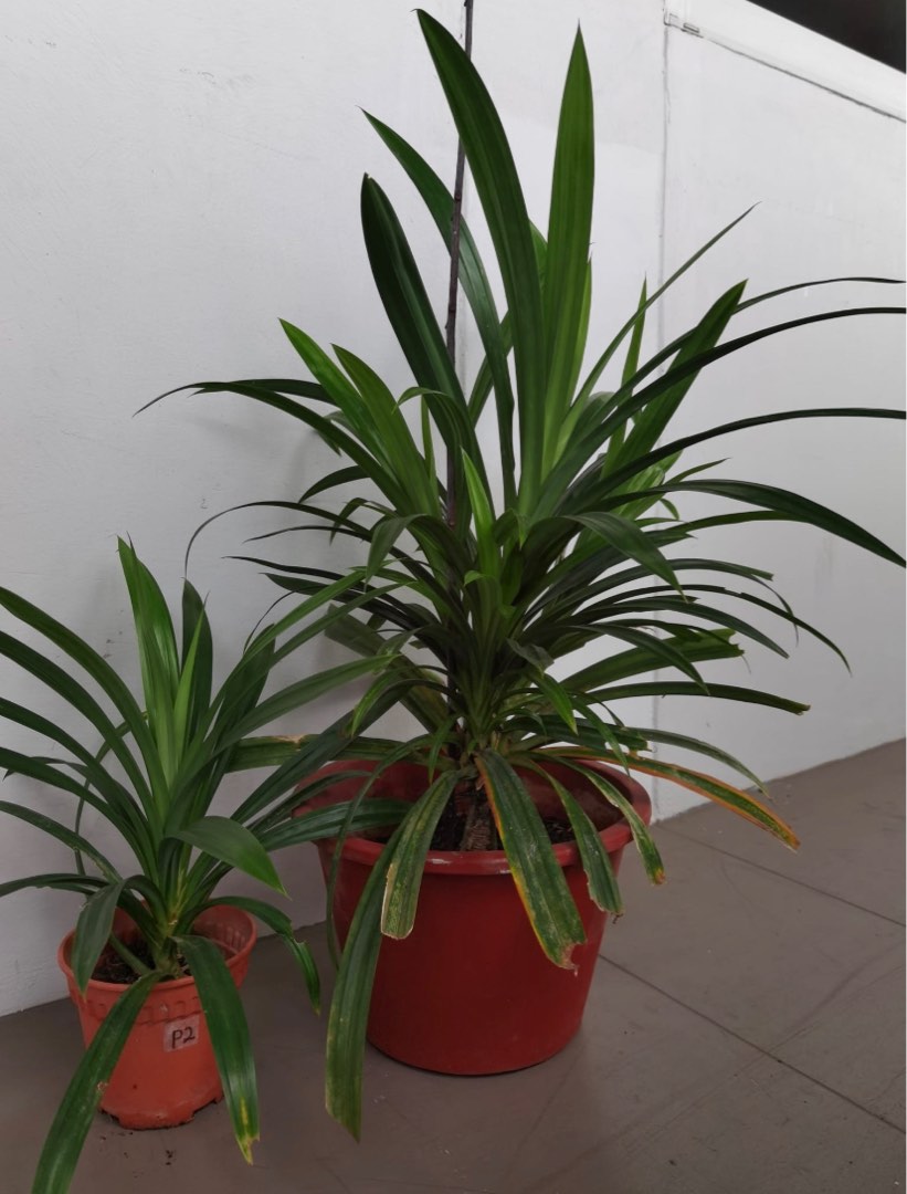 Pandan plant (big pot left) (9kg), Furniture & Home Living, Gardening ...