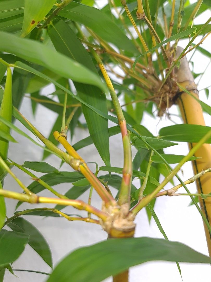 Rare golden yellow bamboo plant green stripes stem and some Variegated ...