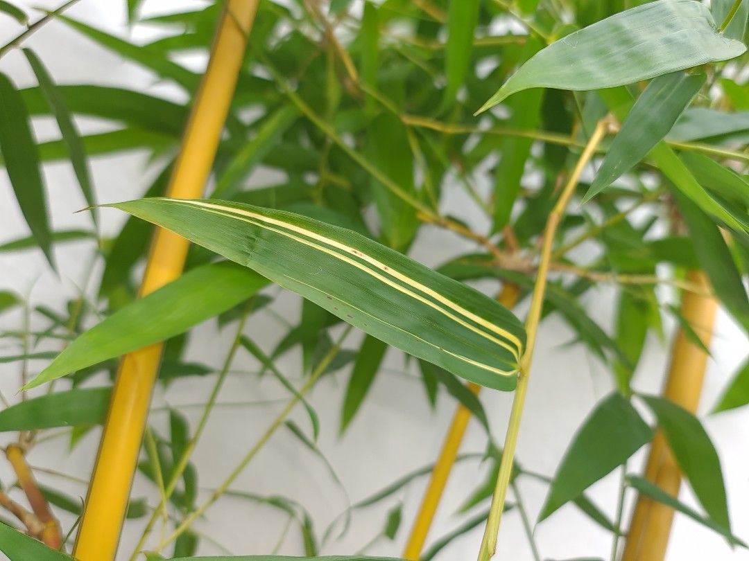 Rare golden yellow bamboo plant green stripes stem and some Variegated ...
