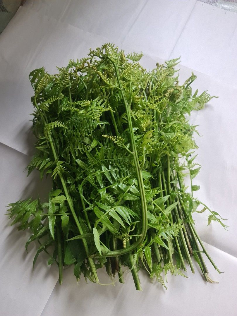 Sayur pucuk paku kampung segar dan baru kutip, Furniture & Home Living ...
