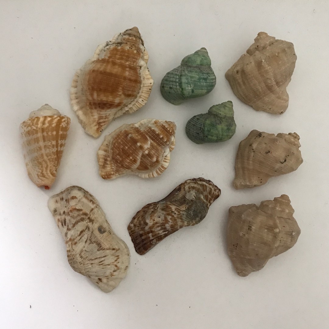Sea shells shell set, Hobbies & Toys, Stationary & Craft, Craft ...