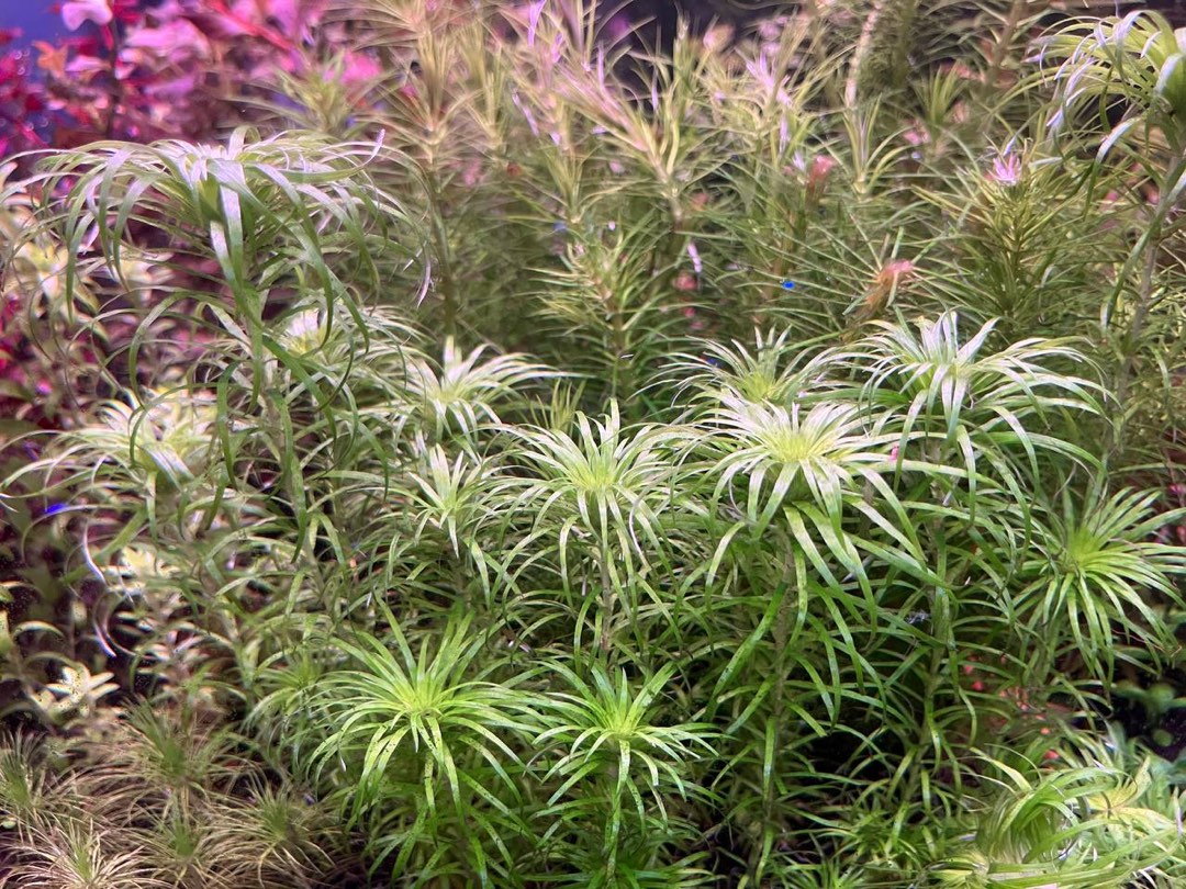 Syngonanthus sp. Belem, Furniture & Home Living, Gardening, Plants ...