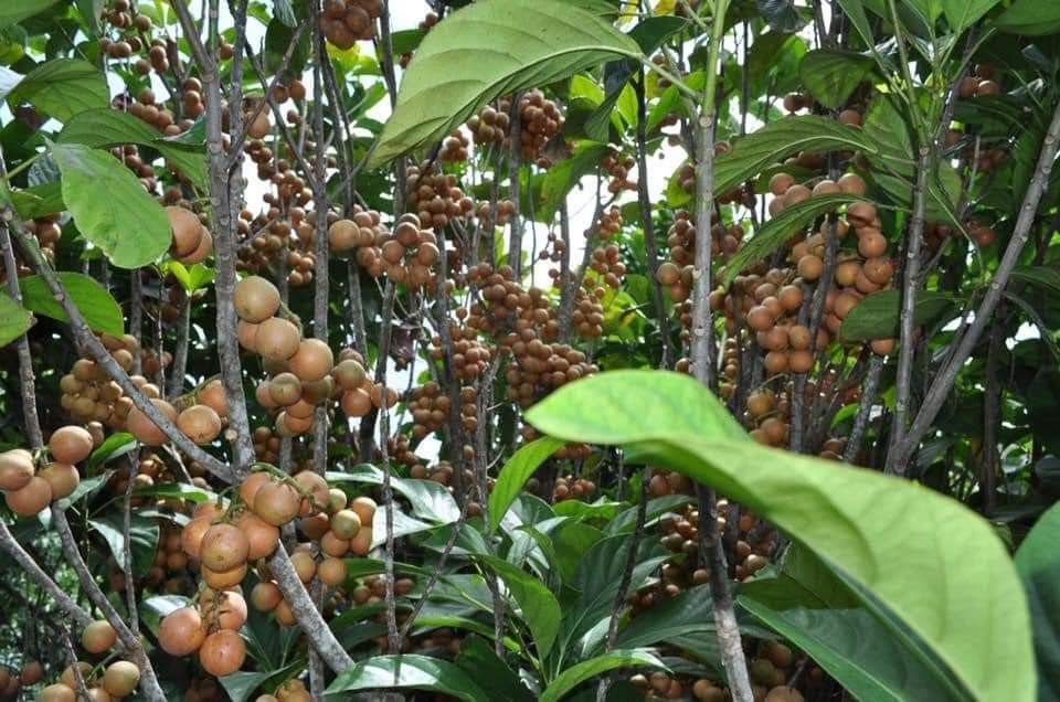 Anak pokok Tampoi Ngeke Baccaurea motleya Pokok kahwin, Furniture ...