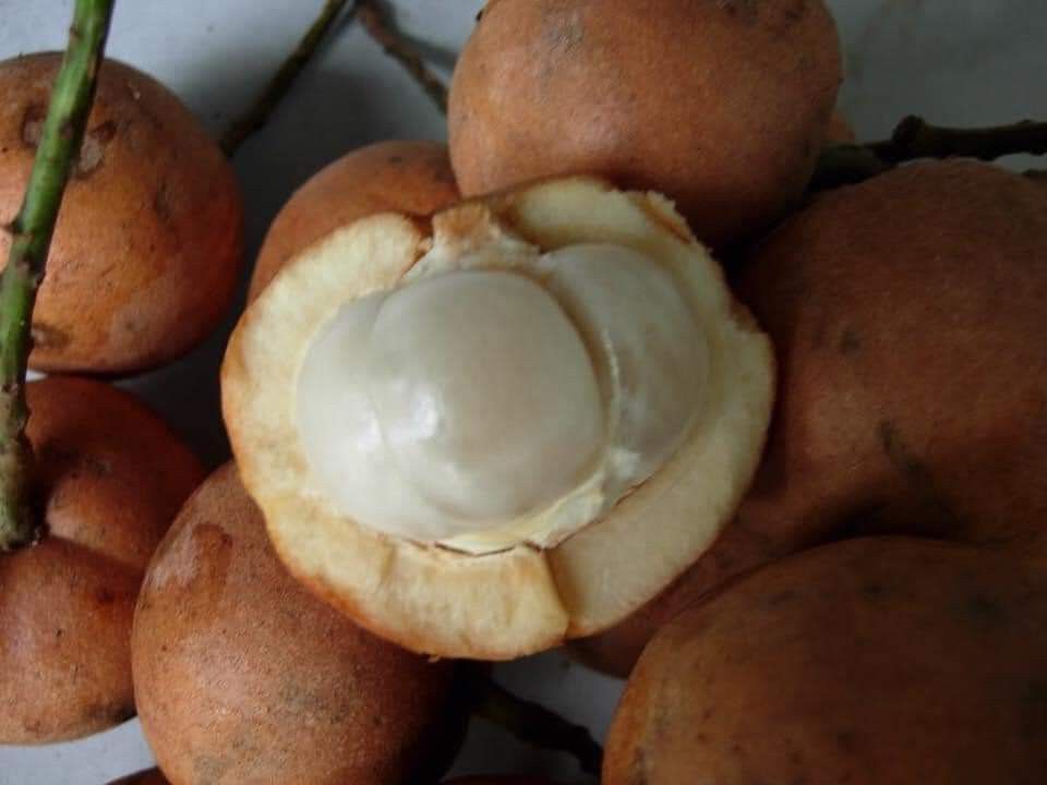 Anak pokok Tampoi Ngeke Baccaurea motleya Pokok kahwin, Furniture ...