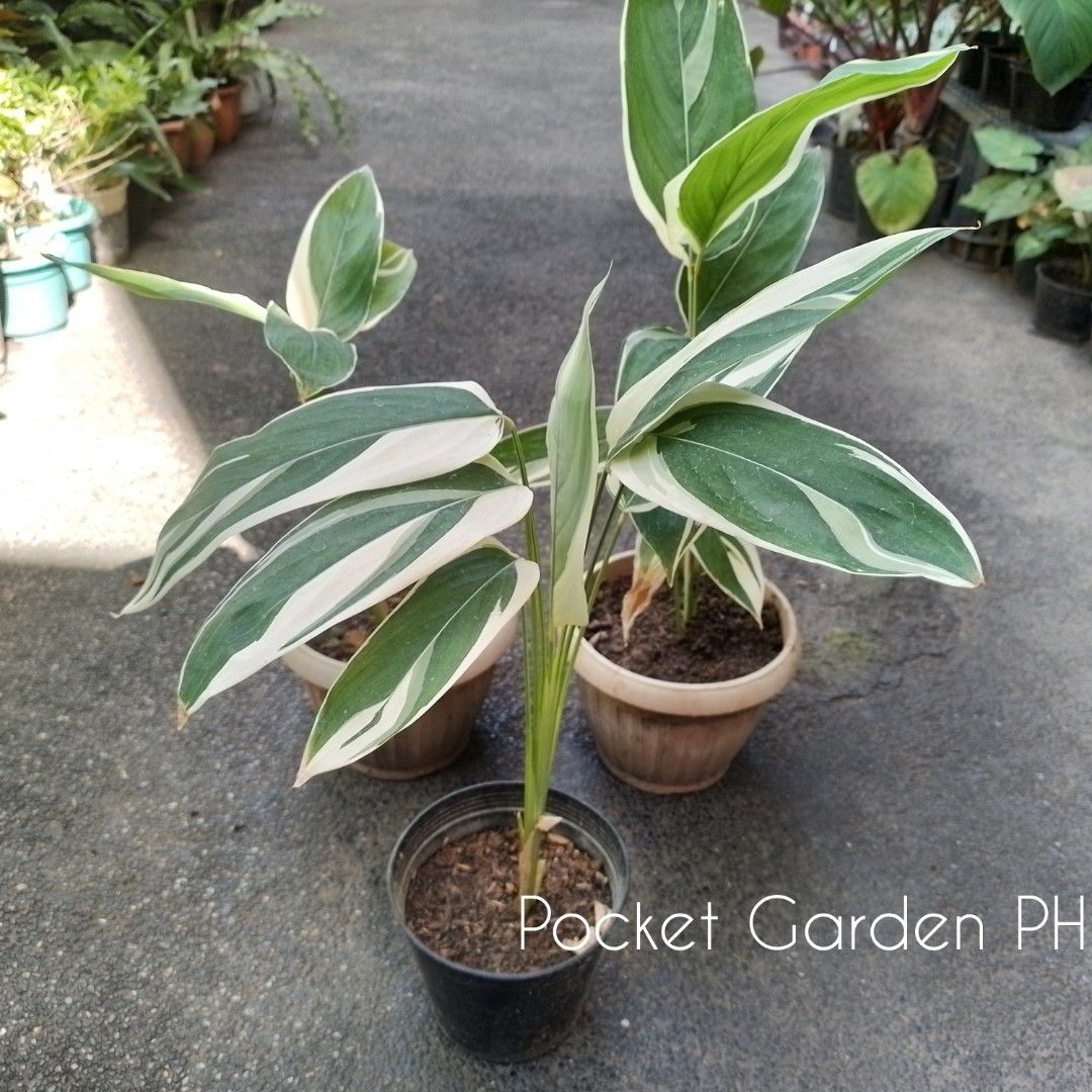 Arrowroot Variegata (Maranta arundinacea), Furniture & Home Living ...