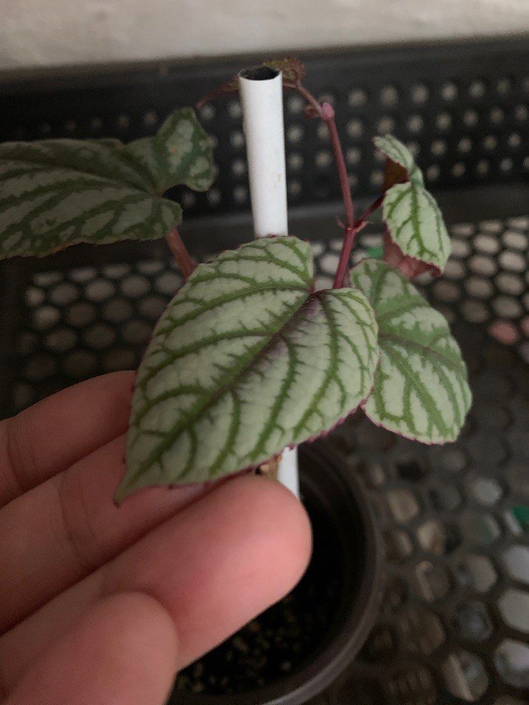 cissus vine silver form plant on Carousell