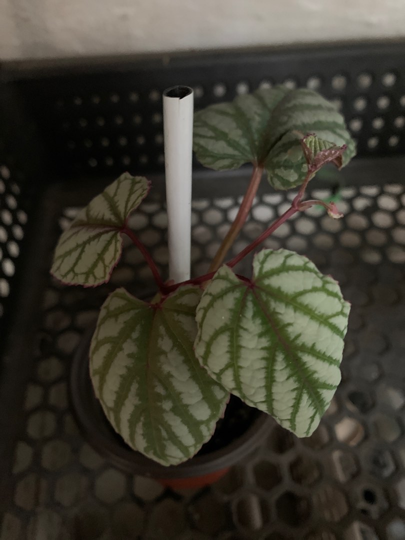 cissus vine silver form plant on Carousell