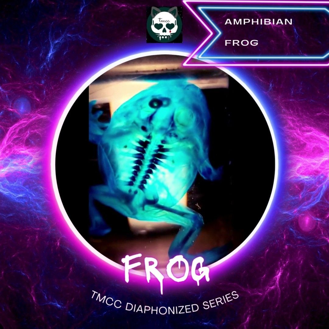 Diaphonized frog toad novelty gifts rainbow bones aquatic aquarium xray ...