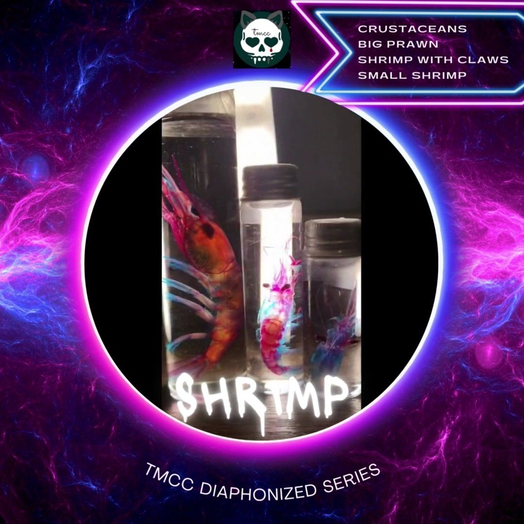 Diaphonized shrimp prawn red pistol novelty gifts rainbow bones aquatic ...