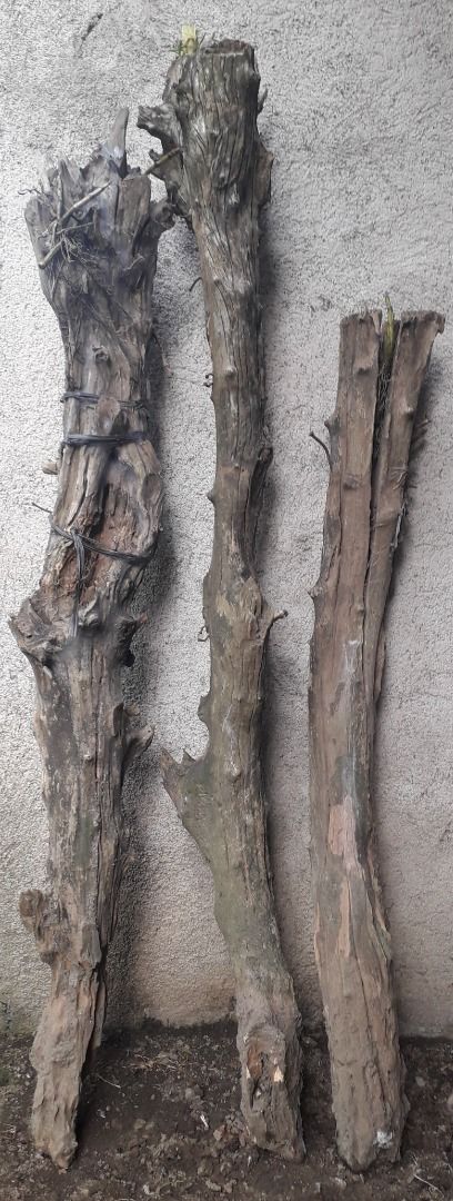 Driftwood Tuod, Furniture & Home Living, Gardening, Pots & Planters on ...