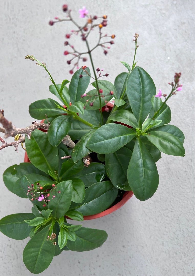 Java ginseng (Pink baby breath, Jewels of Opar), Furniture & Home ...