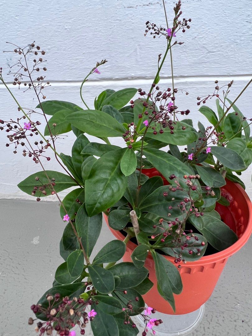 Java ginseng (Pink baby breath, Jewels of Opar), Furniture & Home ...