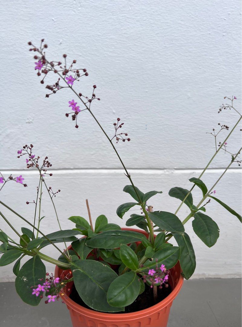 Java ginseng (Pink baby breath, Jewels of Opar), Furniture & Home ...