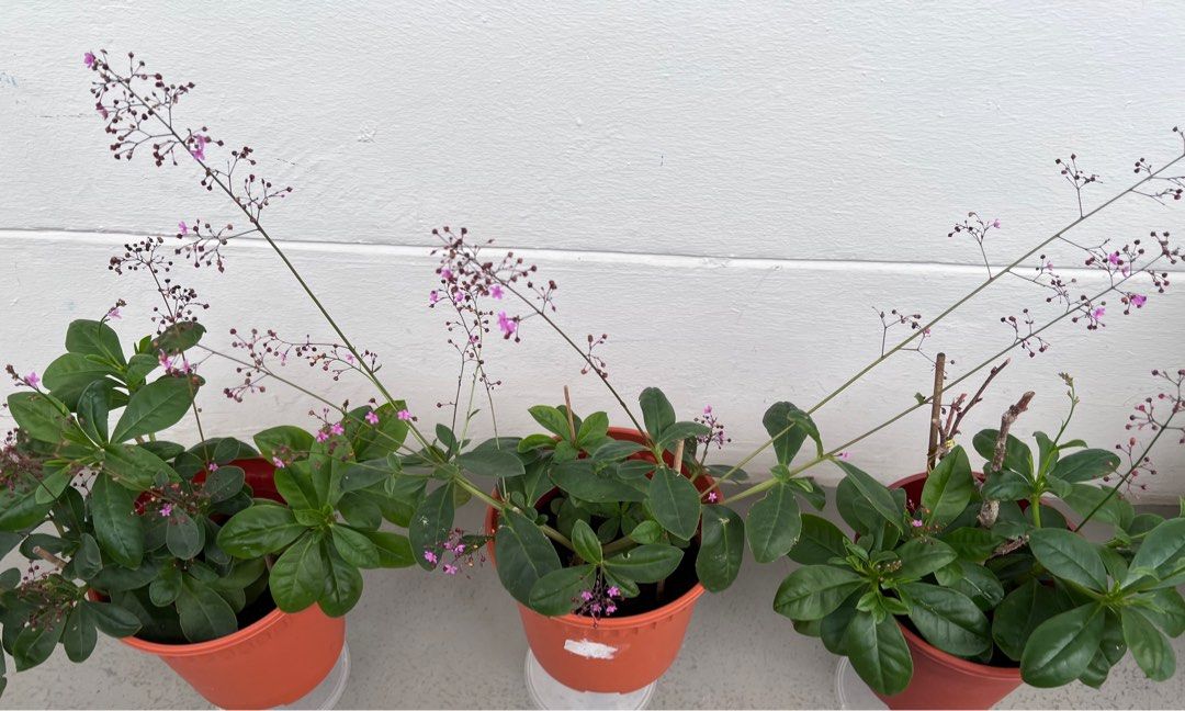 Java ginseng (Pink baby breath, Jewels of Opar), Furniture & Home ...