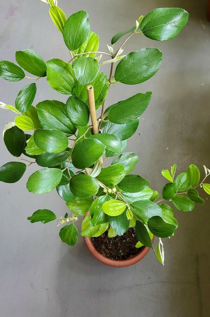 Mother Plant Pokok Daun Bidara Arab Origin Prevent Blackmagic Bad ...