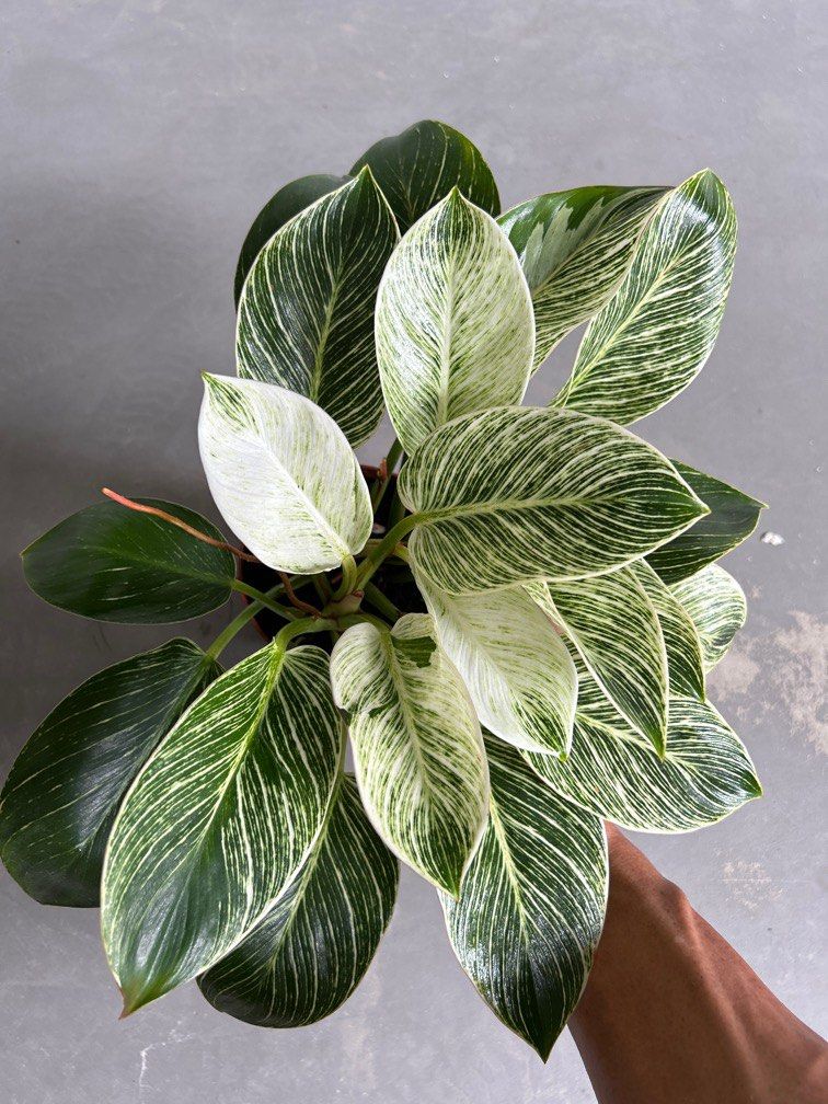Philodendron Birkin Plant $12 Each, Furniture & Home Living, Gardening ...