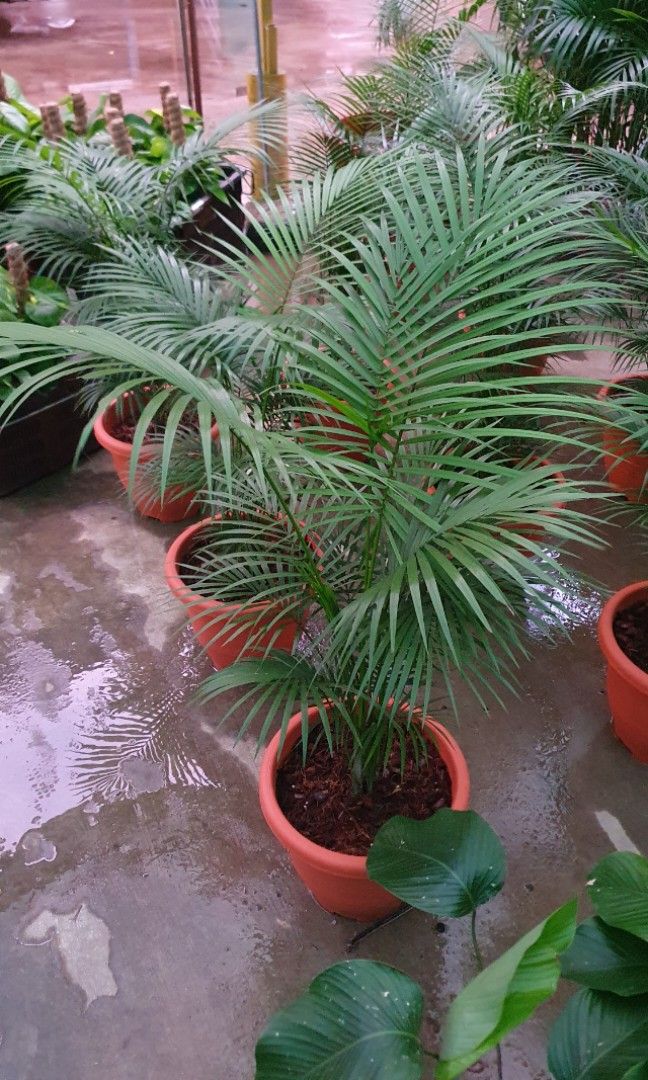 Plant - Java Palm ($14.90/$55), Furniture & Home Living, Gardening ...