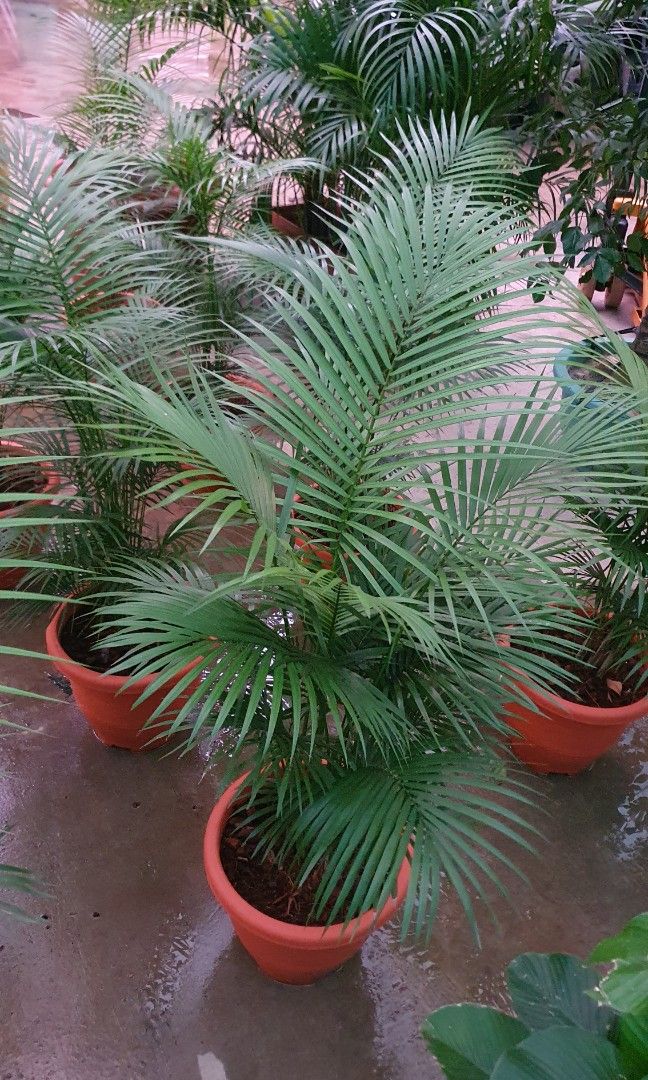 Plant - Java Palm ($14.90/$55), Furniture & Home Living, Gardening ...