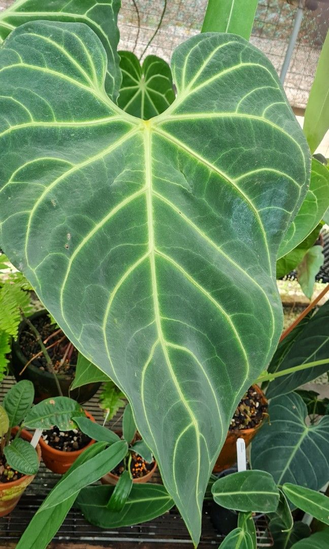Anthurium Regale, Furniture & Home Living, Gardening, Plants & Seeds on ...