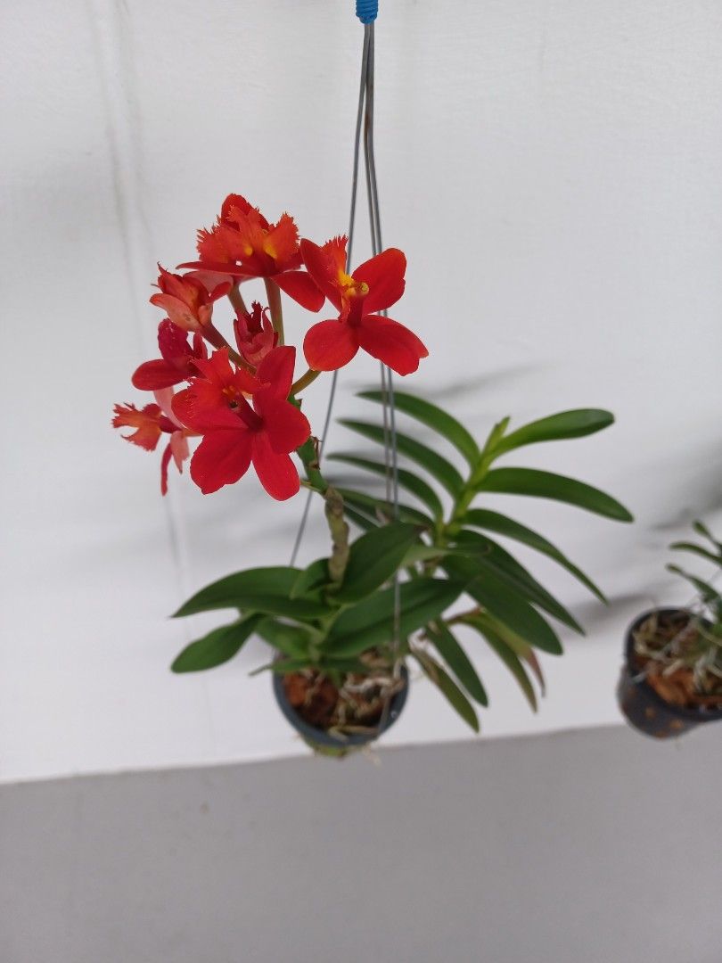 BLOOMING - Epidendrum Joseph Lii Orchid plant - Red Orchid - Red Flower ...