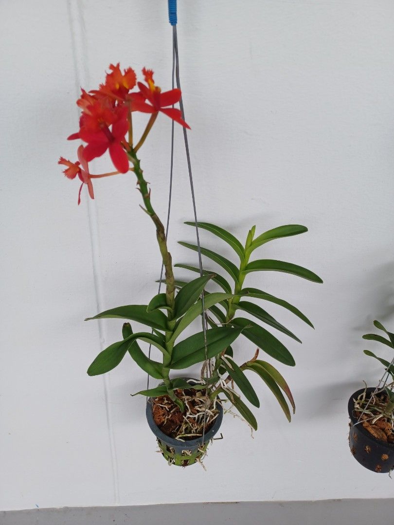 BLOOMING - Epidendrum Joseph Lii Orchid plant - Red Orchid - Red Flower ...