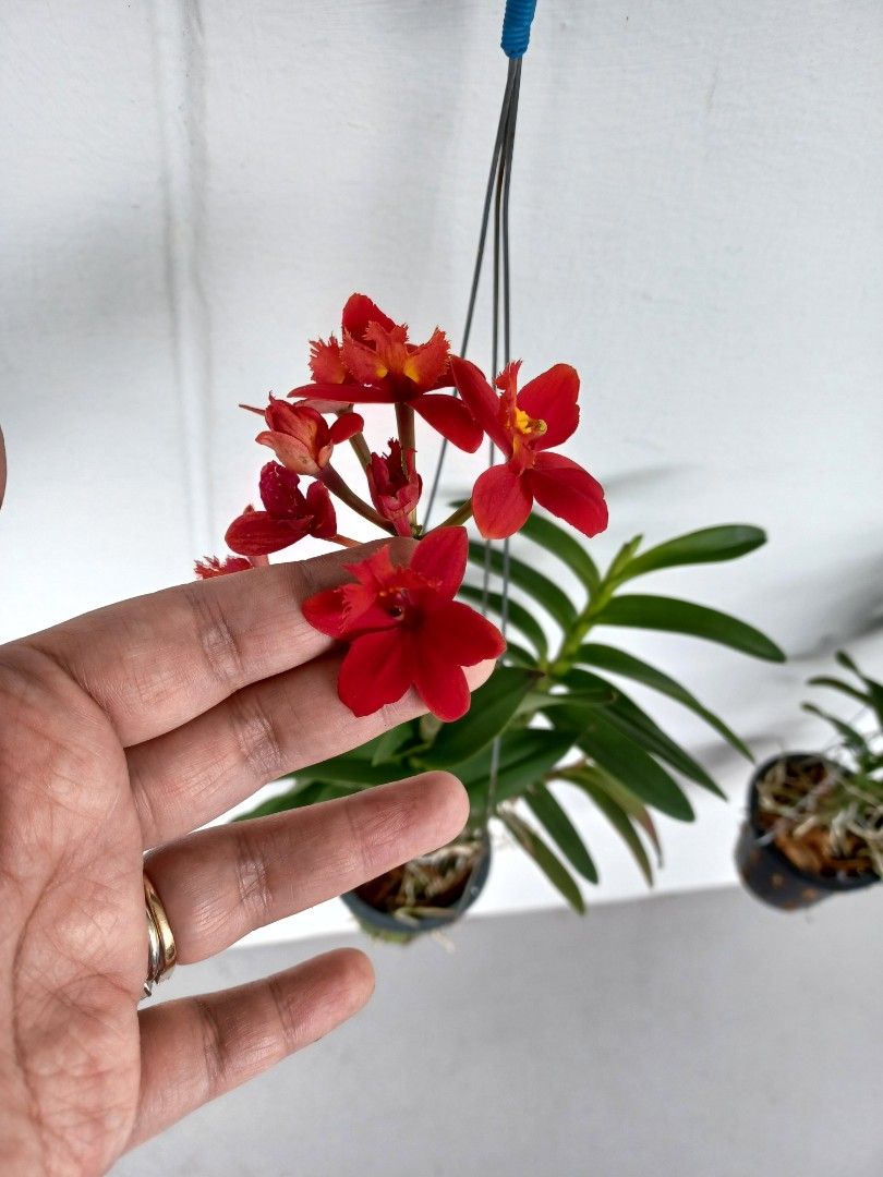 BLOOMING - Epidendrum Joseph Lii Orchid plant - Red Orchid - Red Flower ...