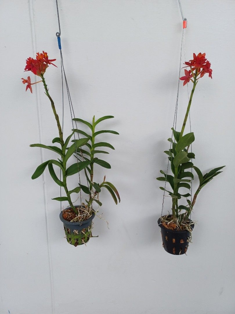 BLOOMING - Epidendrum Joseph Lii Orchid plant - Red Orchid - Red Flower ...