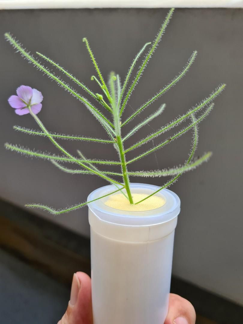 Byblis 2-3mths old 30cm height, Furniture & Home Living, Gardening ...