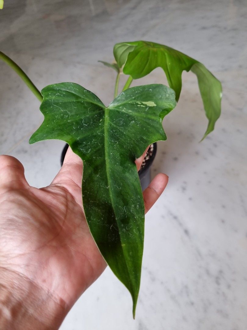 Golden Dragon Variegated Philodendron, Furniture & Home Living ...