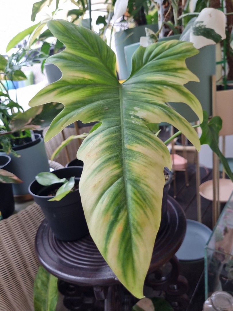 Golden Dragon Variegated Philodendron, Furniture & Home Living ...