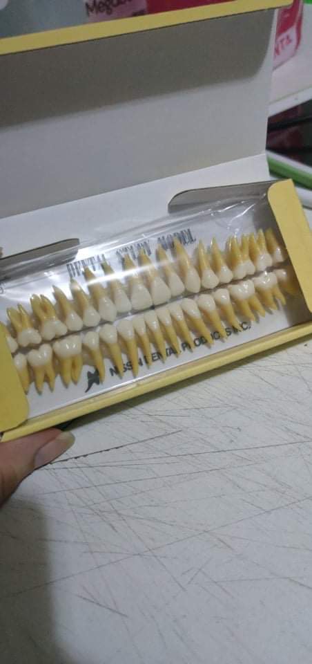 Nissin tooth model, Health & Nutrition, Medical Supplies & Tools on ...