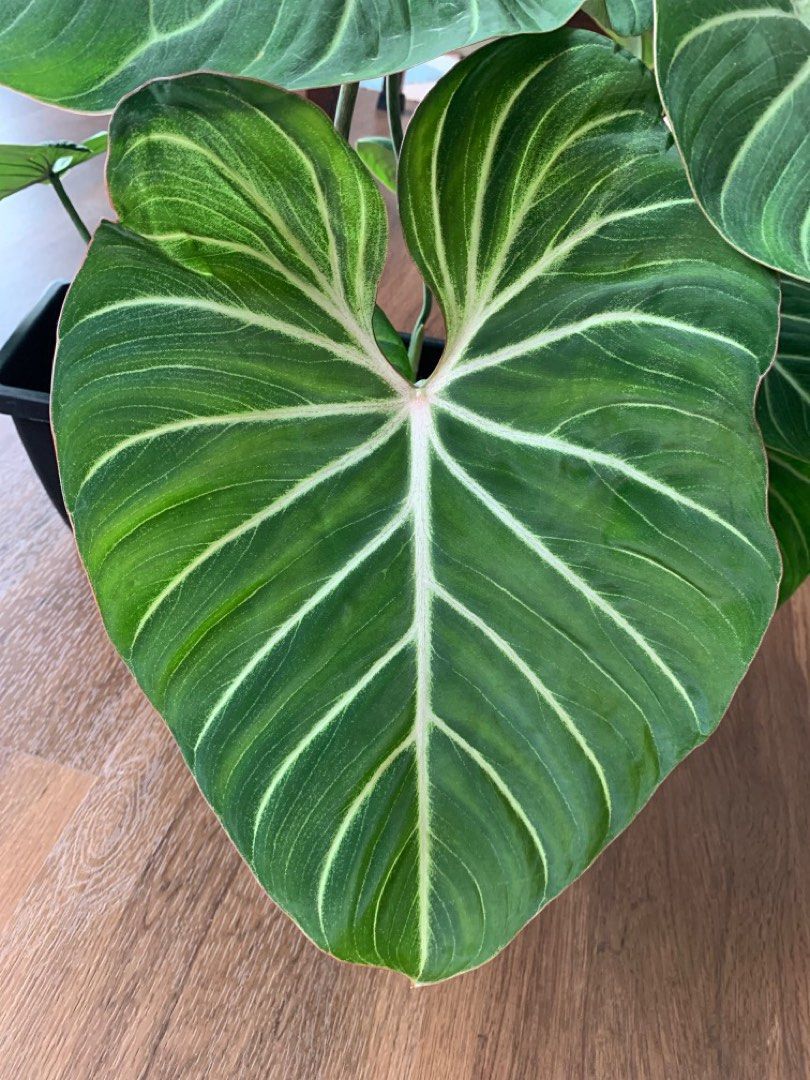 Philodendron gloriosum zebra, Furniture & Home Living, Gardening ...