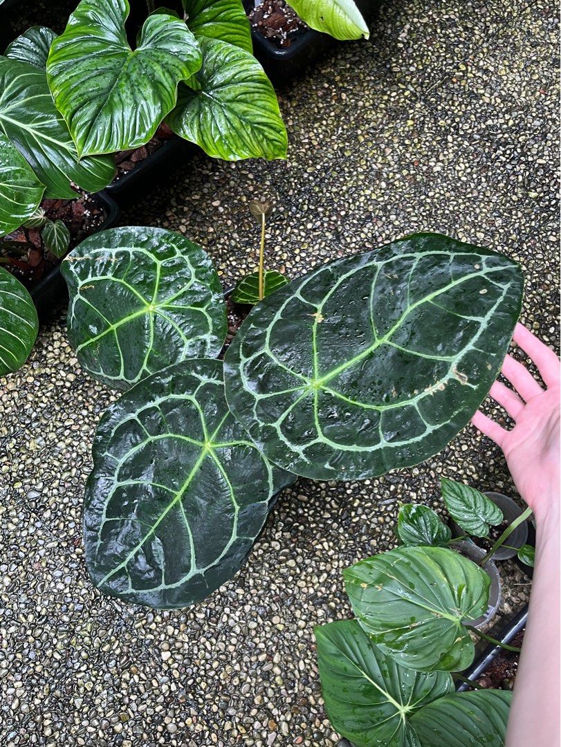 Anthurium Forgetii Silver, Furniture & Home Living, Gardening, Plants ...