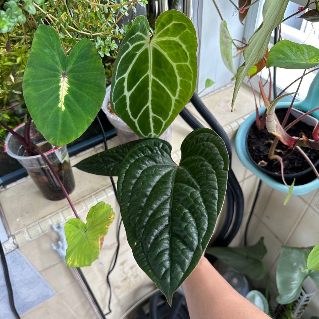 Anthurium Radicans X luxurians hybrid, Furniture & Home Living ...