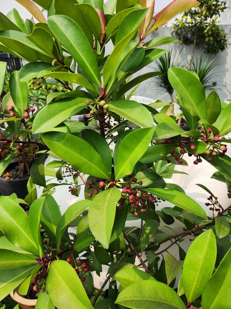 1.4m Tree in pot (Ardisia Elliptica, Native to Singapore, Endangered in ...