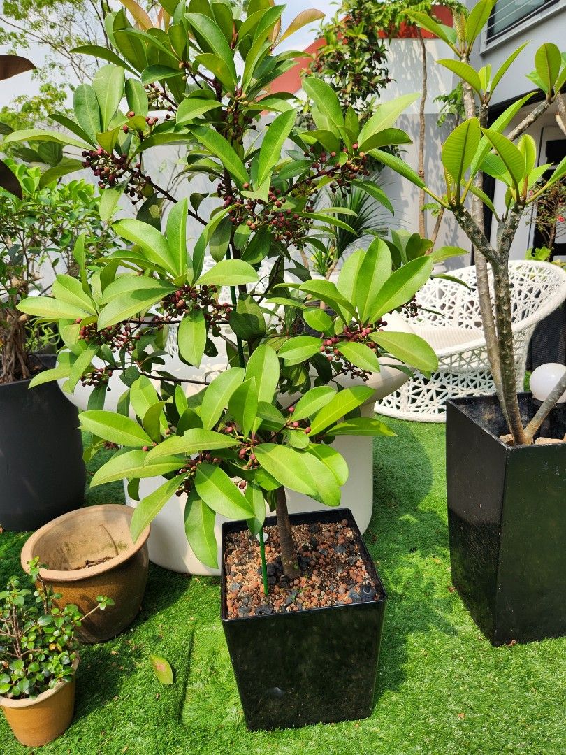 1.4m Tree in pot (Ardisia Elliptica, Native to Singapore, Endangered in ...