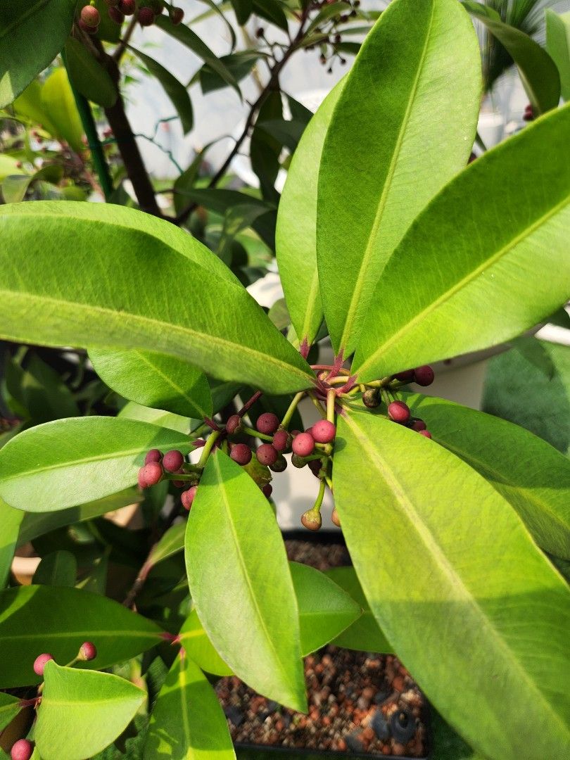 1.4m Tree in pot (Ardisia Elliptica, Native to Singapore, Endangered in ...