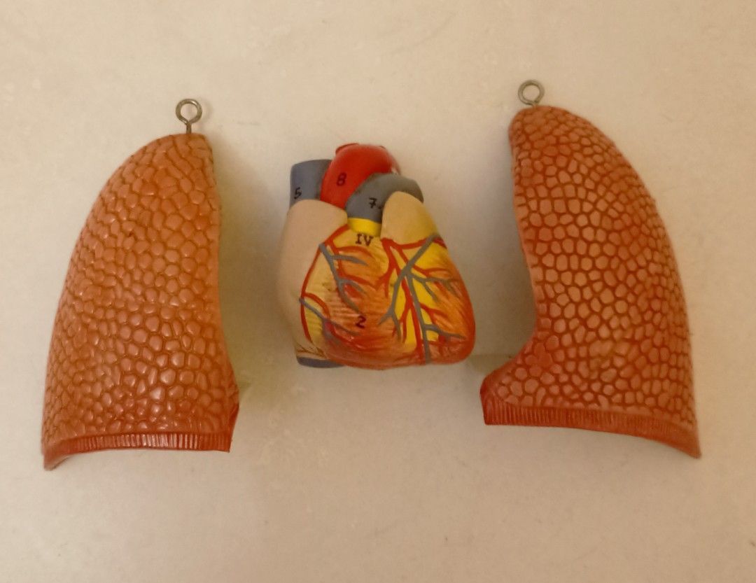 Human Model for Anatomy ALTAY Mini-Torso 16 parts, Hobbies & Toys, Toys ...